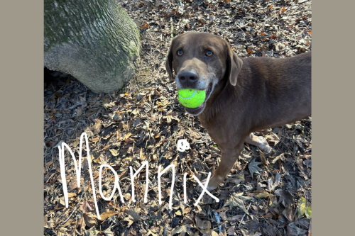 Help Mannix find a permanent home | Lincoln Parish Journal